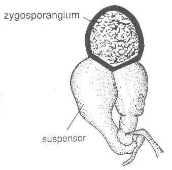 Chapter 3b Zygomycota